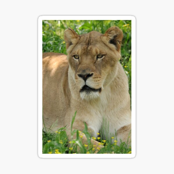 "Lioness" Sticker by MelKowasic | Redbubble