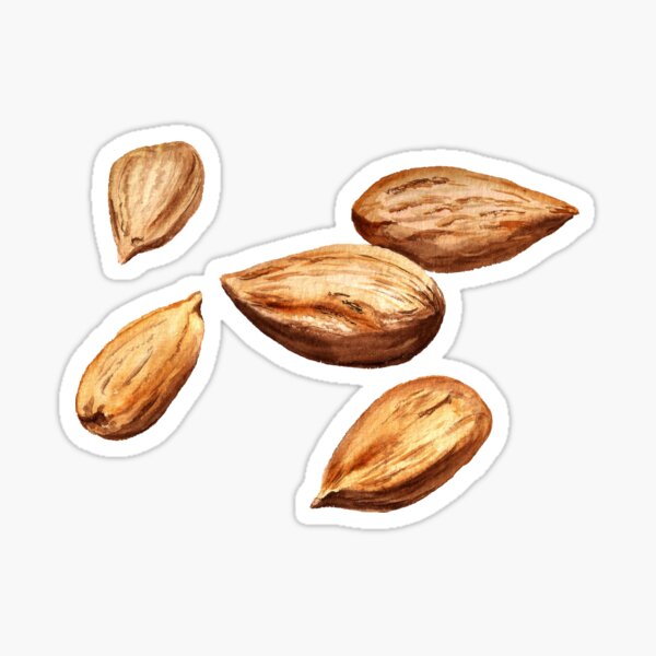 "Several dried almonds" Sticker by Shoshina | Redbubble