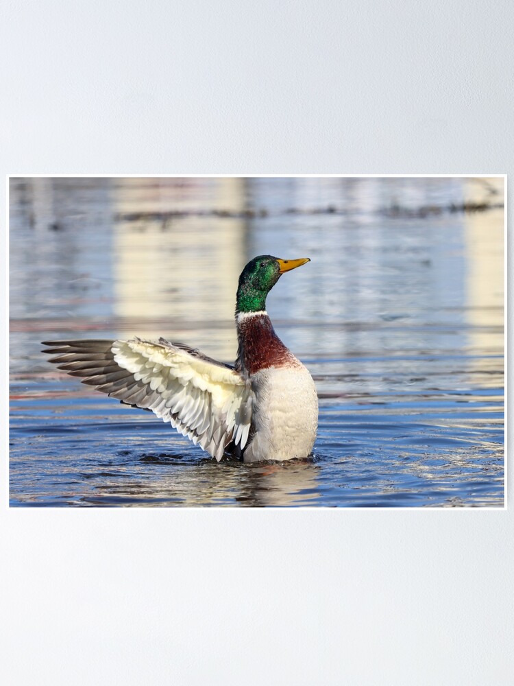 "Mallard wing flap" Poster for Sale by GreyFeatherPhot | Redbubble