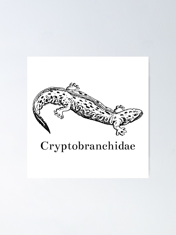 "Giant salamander - Cryptobranchidae" Poster for Sale by freekZOID ...