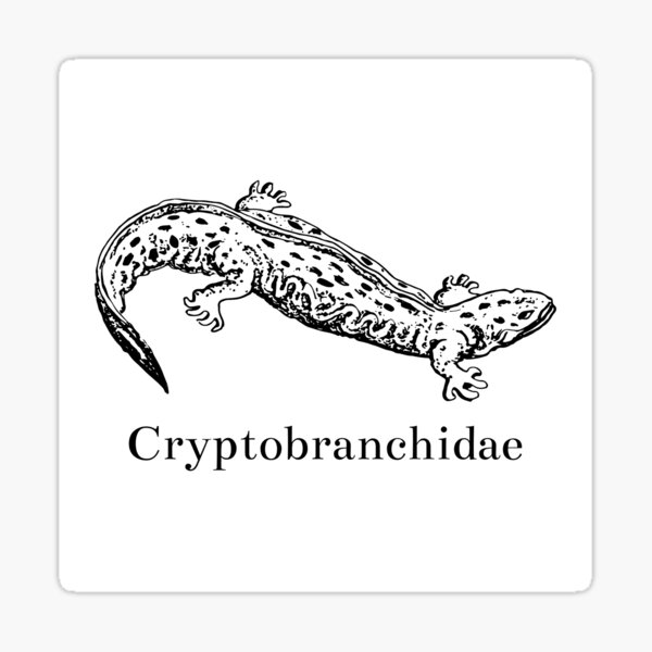 "Giant salamander - Cryptobranchidae" Sticker by freekZOID | Redbubble
