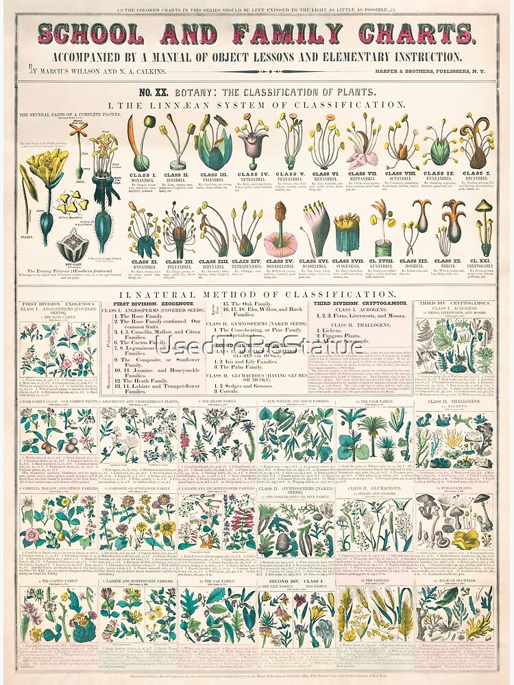 "School and family charts, No. XX. botanical: forms of leaves, stems ...