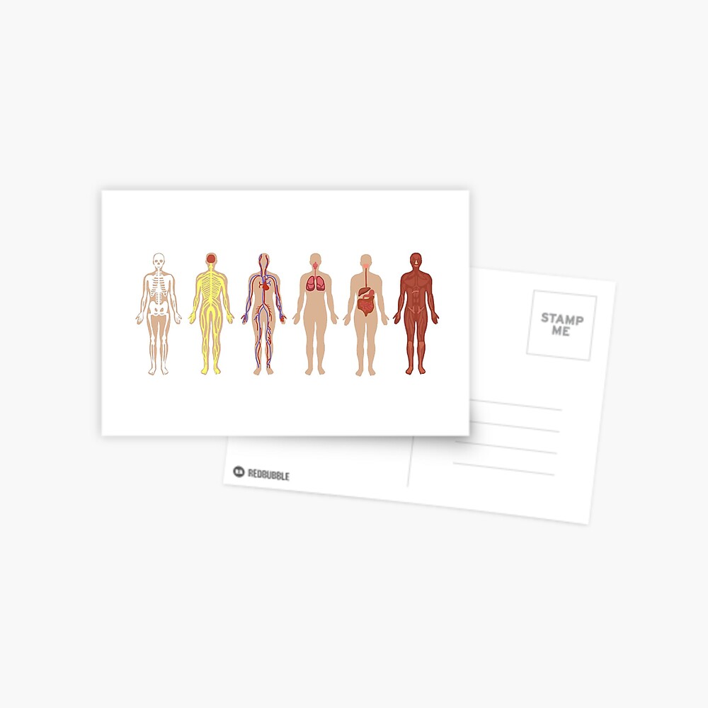 "The Human Body Systems" Sticker for Sale by mollykosh | Redbubble