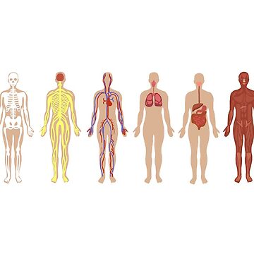 "The Human Body Systems" Sticker for Sale by mollykosh | Redbubble