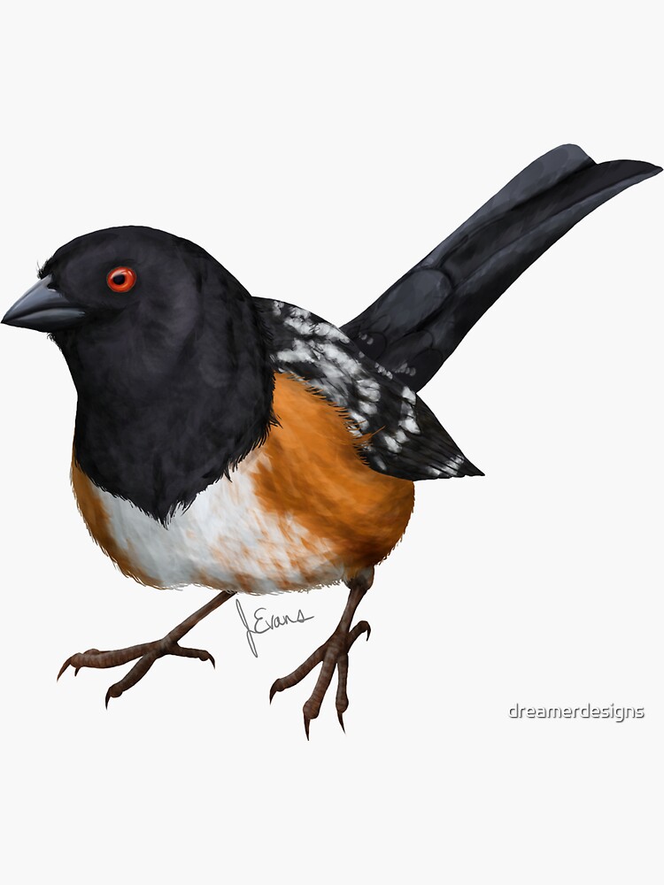 "Spotted Towhee #2" Sticker for Sale by dreamerdesigns | Redbubble