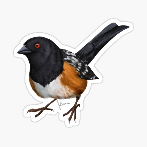 "Spotted Towhee #2" Sticker for Sale by dreamerdesigns | Redbubble