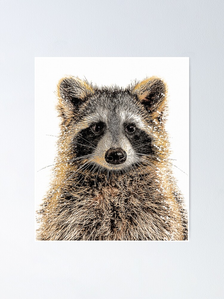 Póster «Linda cara de mapache americano vintage, linda pintura al óleo ...