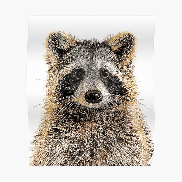 Póster «Linda cara de mapache americano vintage, linda pintura al óleo ...
