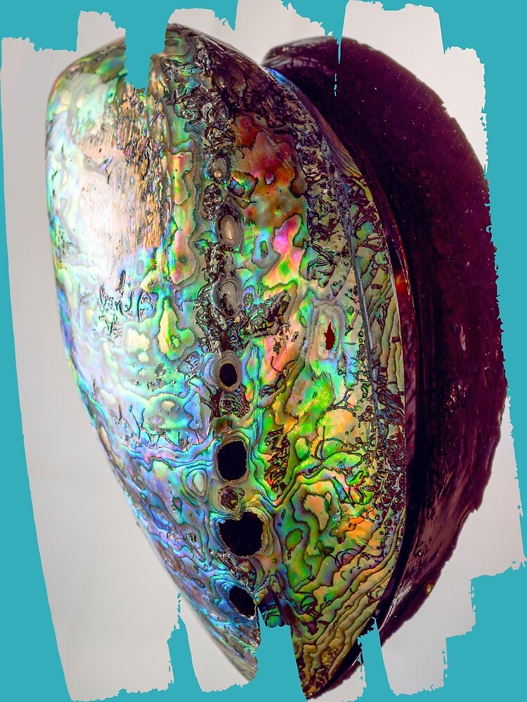 "Aotearoa Anga Paua - Maori Design - New Zealand Paua Shell in 3D ...