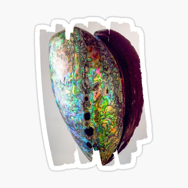 "Aotearoa Anga Paua - Maori Design - New Zealand Paua Shell in 3D ...