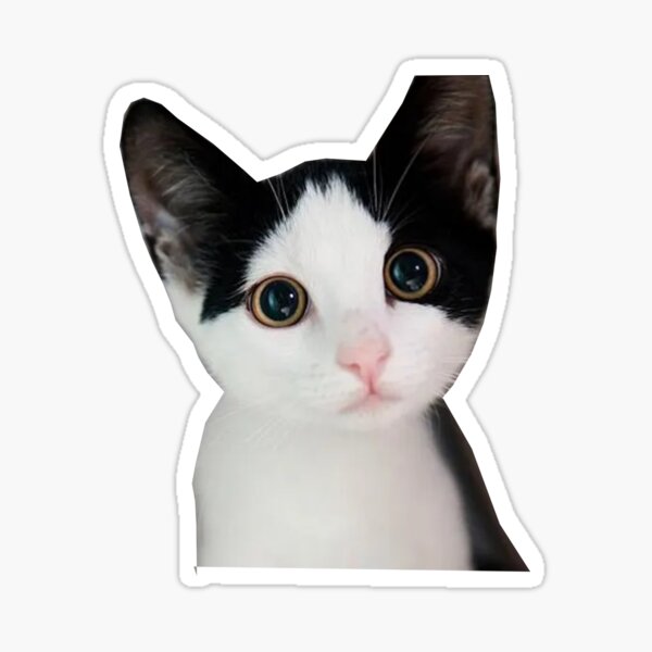 "Cute Funny cat (Funny)" Sticker by omarelhajjam | Redbubble