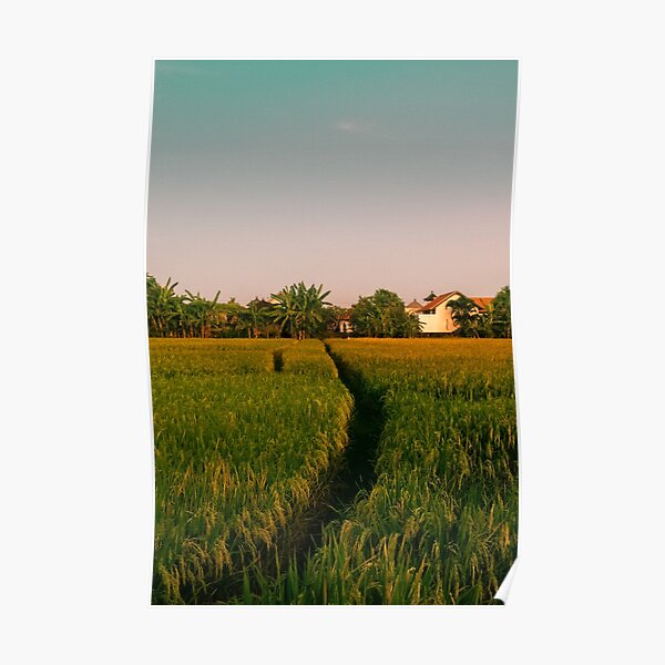 "Rice field" Poster for Sale by furkanduzgun | Redbubble