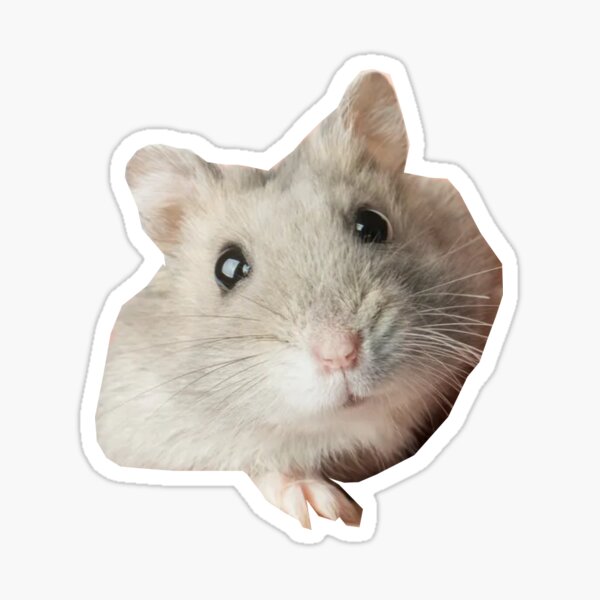 "Funny Hamster Weird (Funny)" Sticker by omarelhajjam | Redbubble