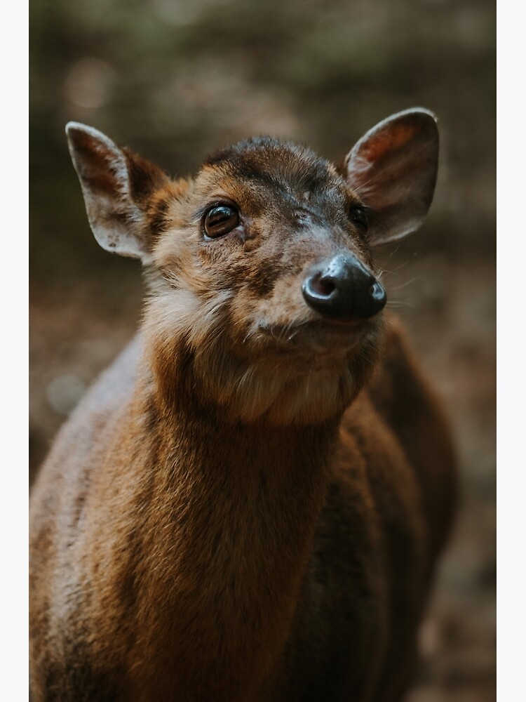 "'Little Muntjac' - Cute Female Muntjac Deer Portrait" Poster for Sale ...