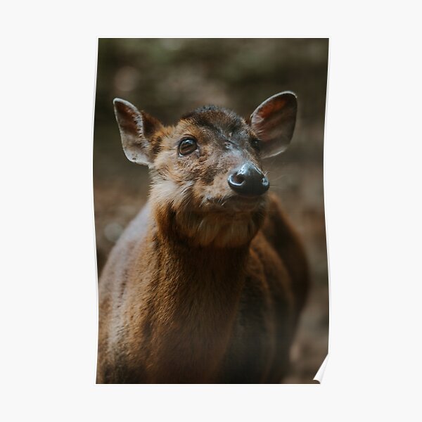 "'Little Muntjac' - Cute Female Muntjac Deer Portrait" Poster for Sale ...