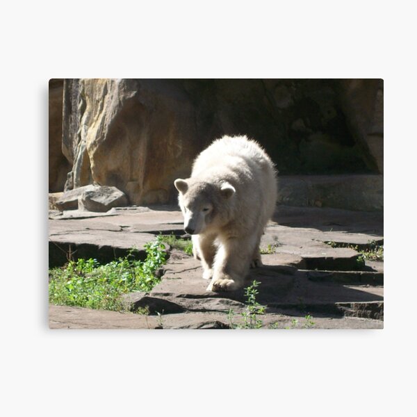 Knut Gifts & Merchandise | Redbubble