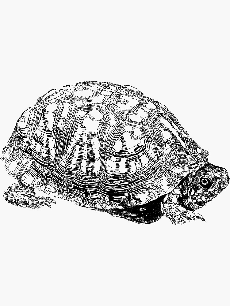 "box turtle drawing" Sticker for Sale by dnparker | Redbubble