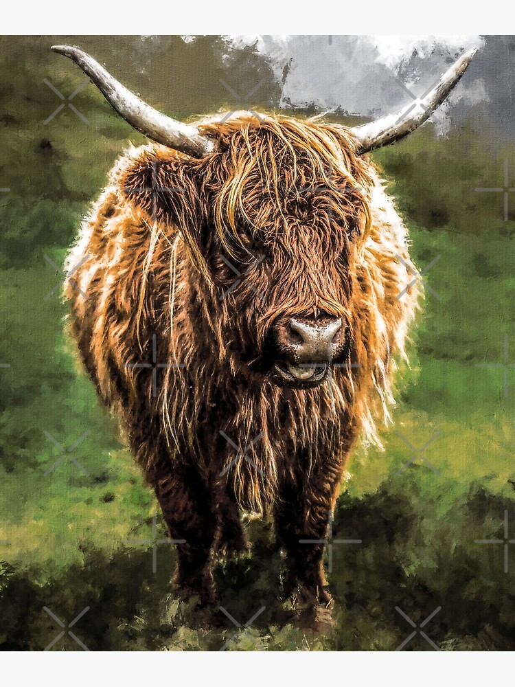 "Adorable Long Haired Highland Cattle Cow, Highland Scottish Cattle Cow ...