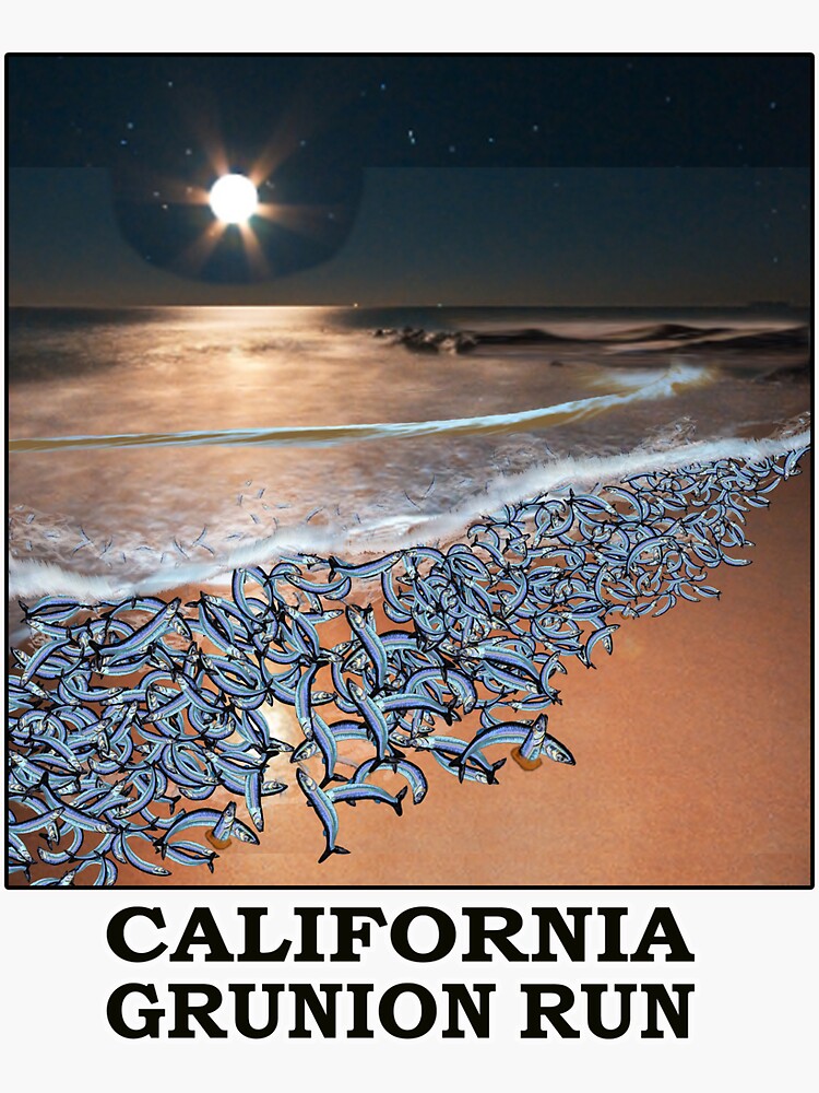 "CALIFORNIA GRUNION RUN " Sticker by cgullart | Redbubble