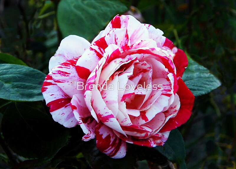 Candy Stripe Rose By Brenda Loveless Redbubble