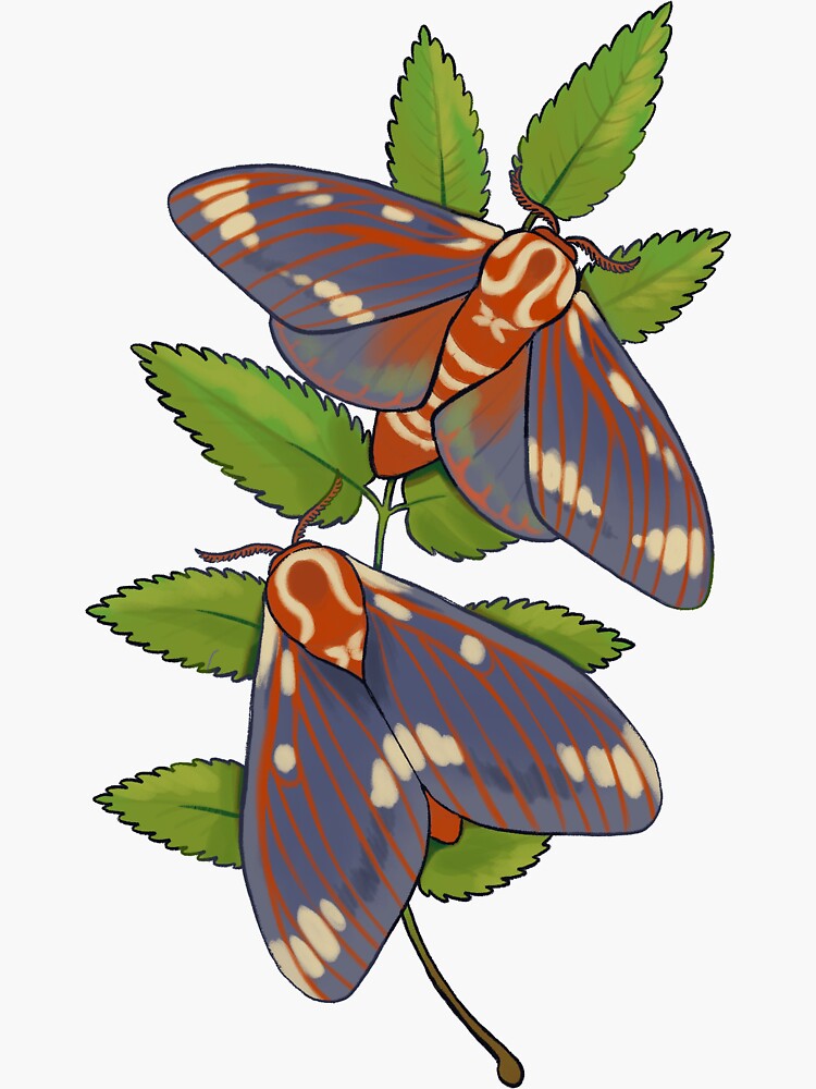 "Regal moths" Sticker by lichenfriend | Redbubble