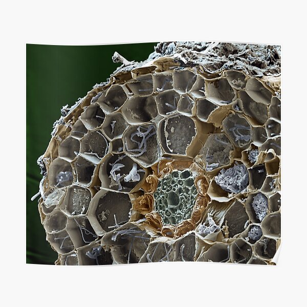 "Macro Microscope Photo of Mycorrhizal Fungus Mushroom, SEM" Poster for ...