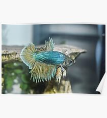 Betta Fish: Posters | Redbubble