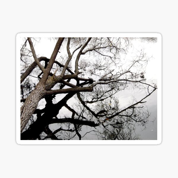 "Reflections" Sticker by Shulie1 | Redbubble