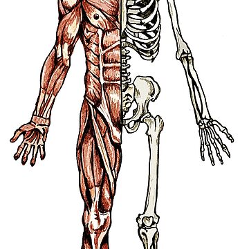 "Half Muscle - Half Skeleton" Poster for Sale by MVanHyll | Redbubble