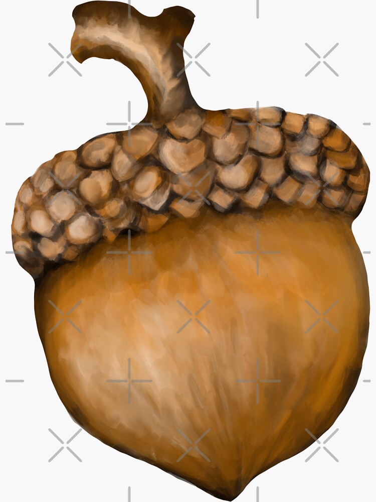 "Acorn" Sticker by CampK80 | Redbubble