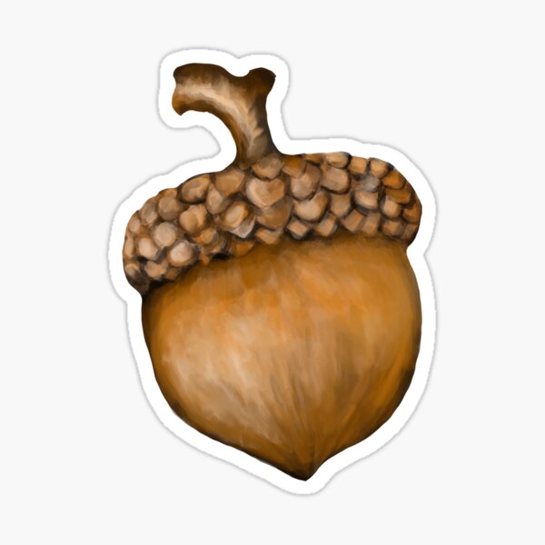 "Acorn" Sticker by CampK80 | Redbubble