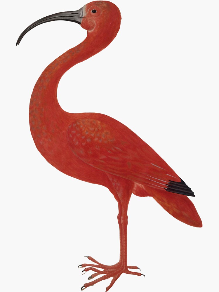 "Scarlet Ibis" Sticker by MysteriousHome | Redbubble