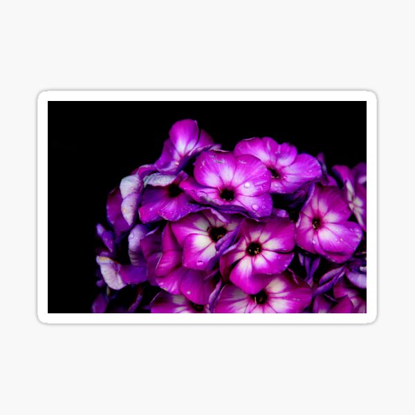 "darkling" Sticker by kattasere | Redbubble