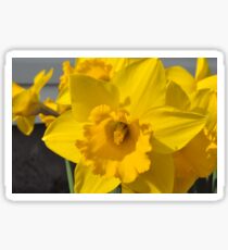 Daffodil: Stickers | Redbubble