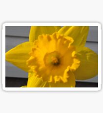 Daffodil: Stickers | Redbubble