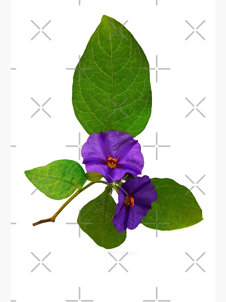 Lámina artística «El arbusto de patata azul o la solanácea de Paraguay ...