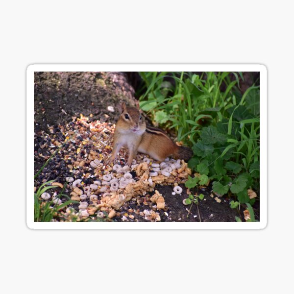 "Chipmunk" Sticker by errinaart | Redbubble