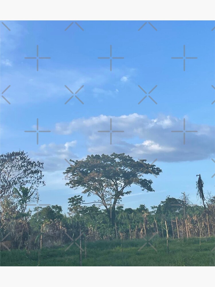 "Acacia tree with sky" Sticker by Eckaa | Redbubble