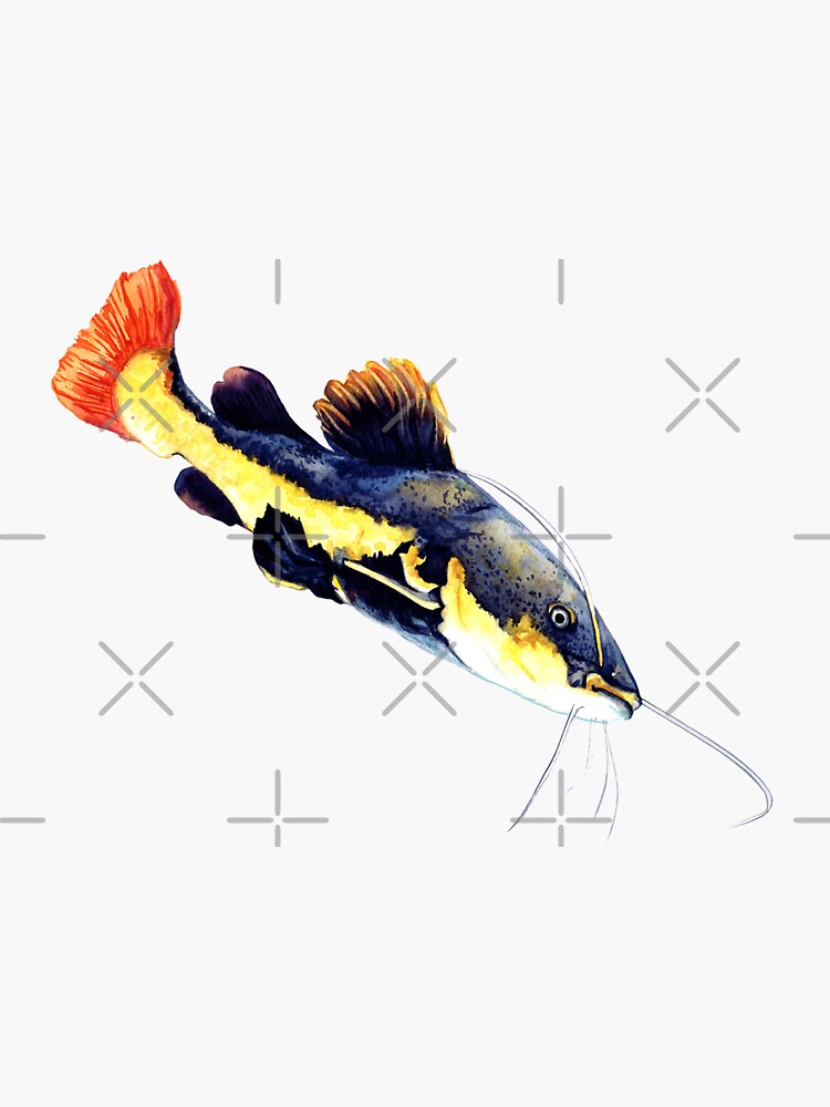 "Red Tail Catfish" Sticker by H2OStudio | Redbubble