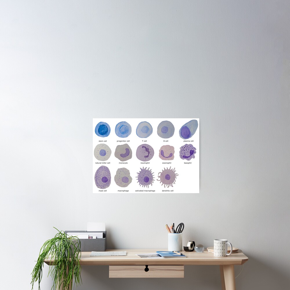 "Immune cells (watercolour)" Poster for Sale by carmwong | Redbubble