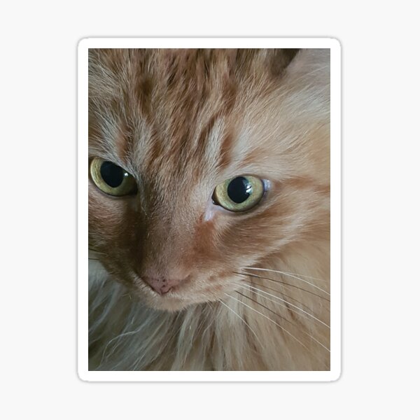 "Ginger cat" Sticker by Strangecrew | Redbubble