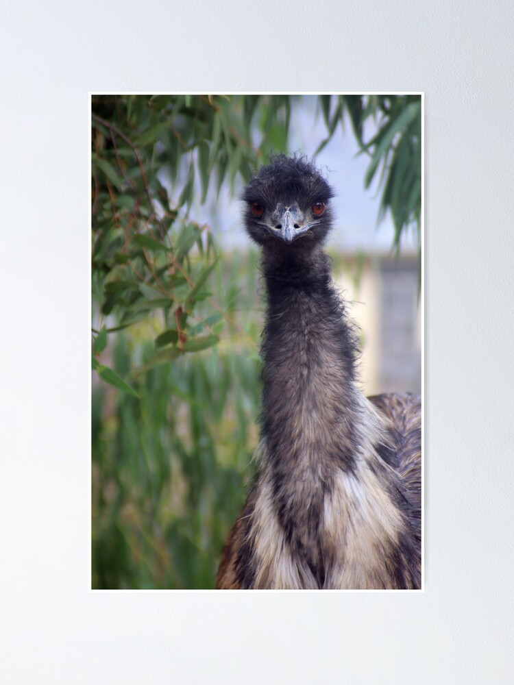 "Emu Australian Wildlife Bird" Poster for Sale by deanworld | Redbubble
