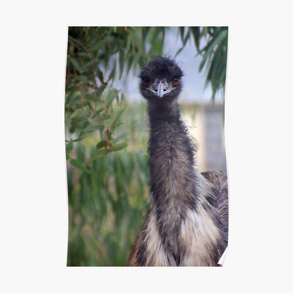 "Emu Australian Wildlife Bird" Poster for Sale by deanworld | Redbubble