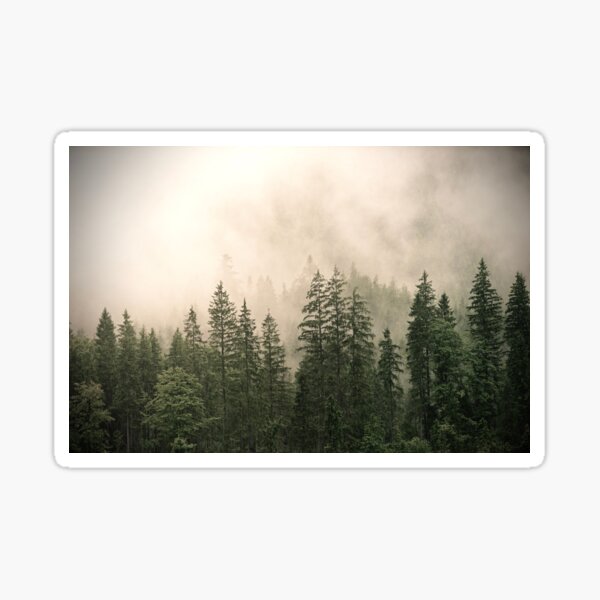 "Antique Forest Pine Tree Photo Misty Mountain Fog" Sticker by ...