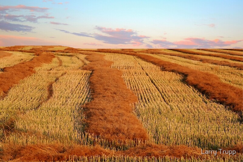 "Swathed Field" by Larry Trupp | Redbubble