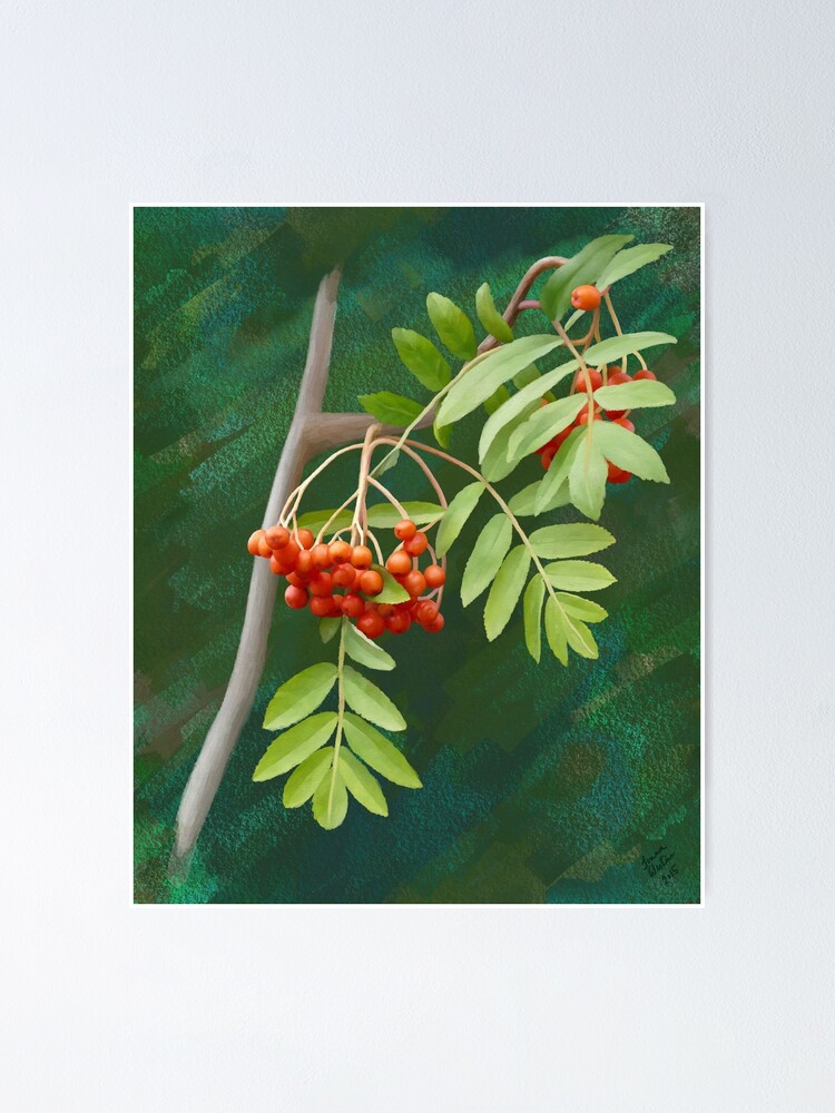 "Rowan Tree" Poster for Sale by IvaW | Redbubble