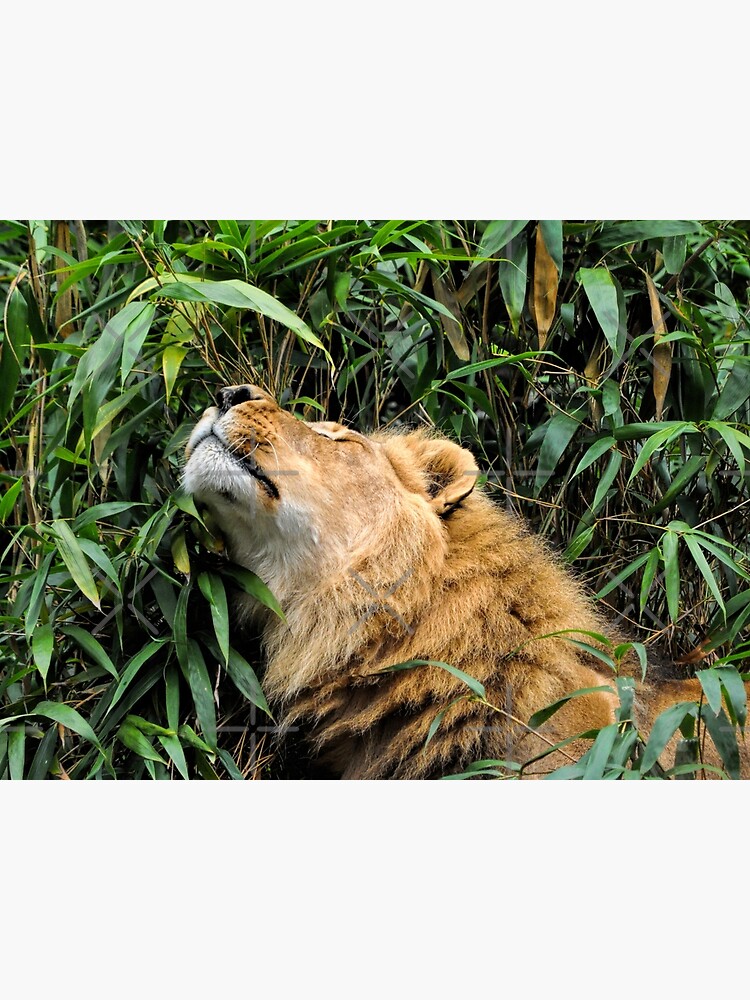 "The Purrfect Lion Pose, Woodland Park Zoo, Seattle, Washington, Travel ...