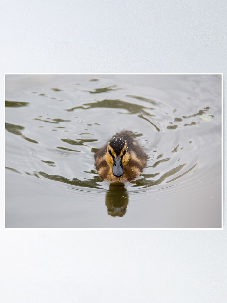 "Ducklin" Poster for Sale by Ksswaden | Redbubble