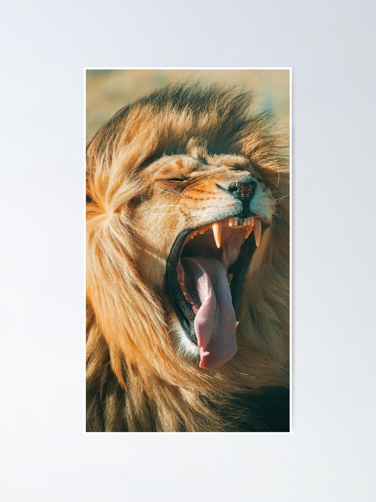"Lion Yawning" Poster for Sale by MorningFive | Redbubble