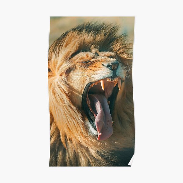 "Lion Yawning" Poster for Sale by MorningFive | Redbubble